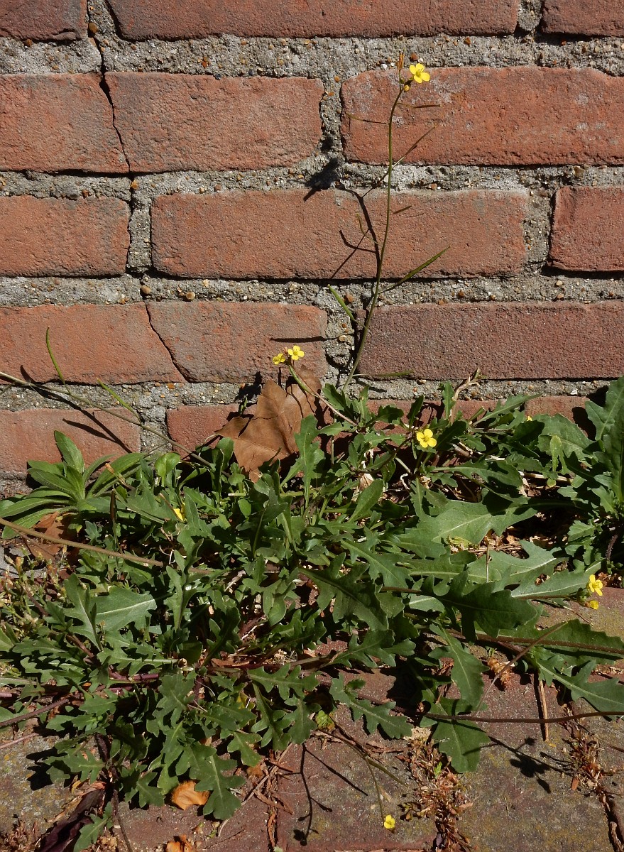 Diplotaxis muralis, Annual Wall-rocket